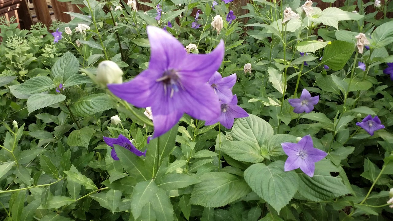 뛰어난 약 효능을 가진 도라지 키우기 《Bellflower's(Balloon Flower) medicinal properties ...