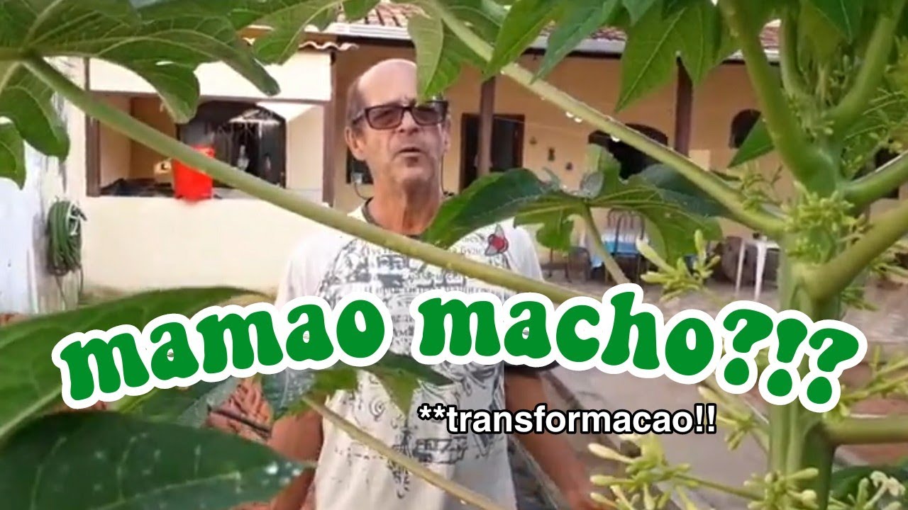 Transformação do mamão macho para mamão fêmea - YouTube