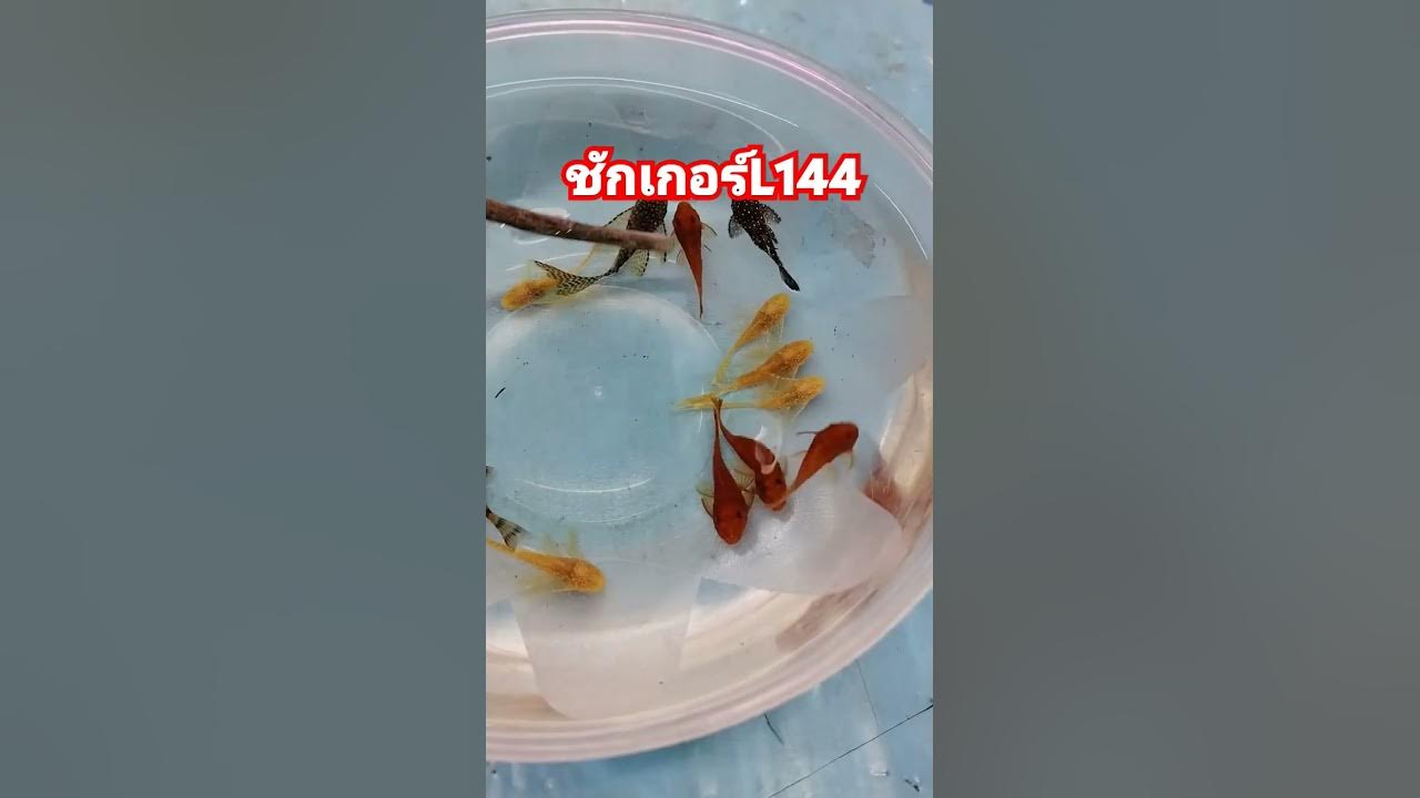 ชักเกอร์L144 L183 L397 - YouTube