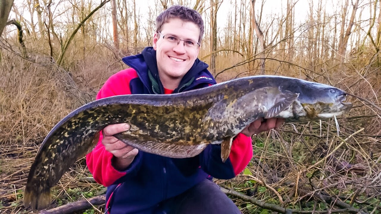 Flussangeln im Winter auf Karpfen und Wels - YouTube