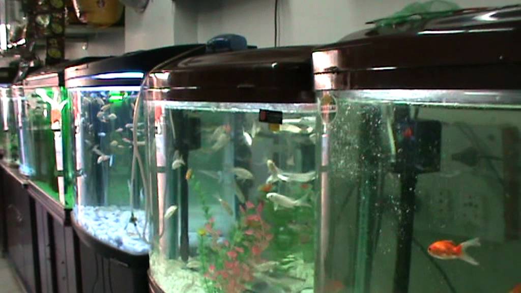 Calcutta fish aquarium - YouTube