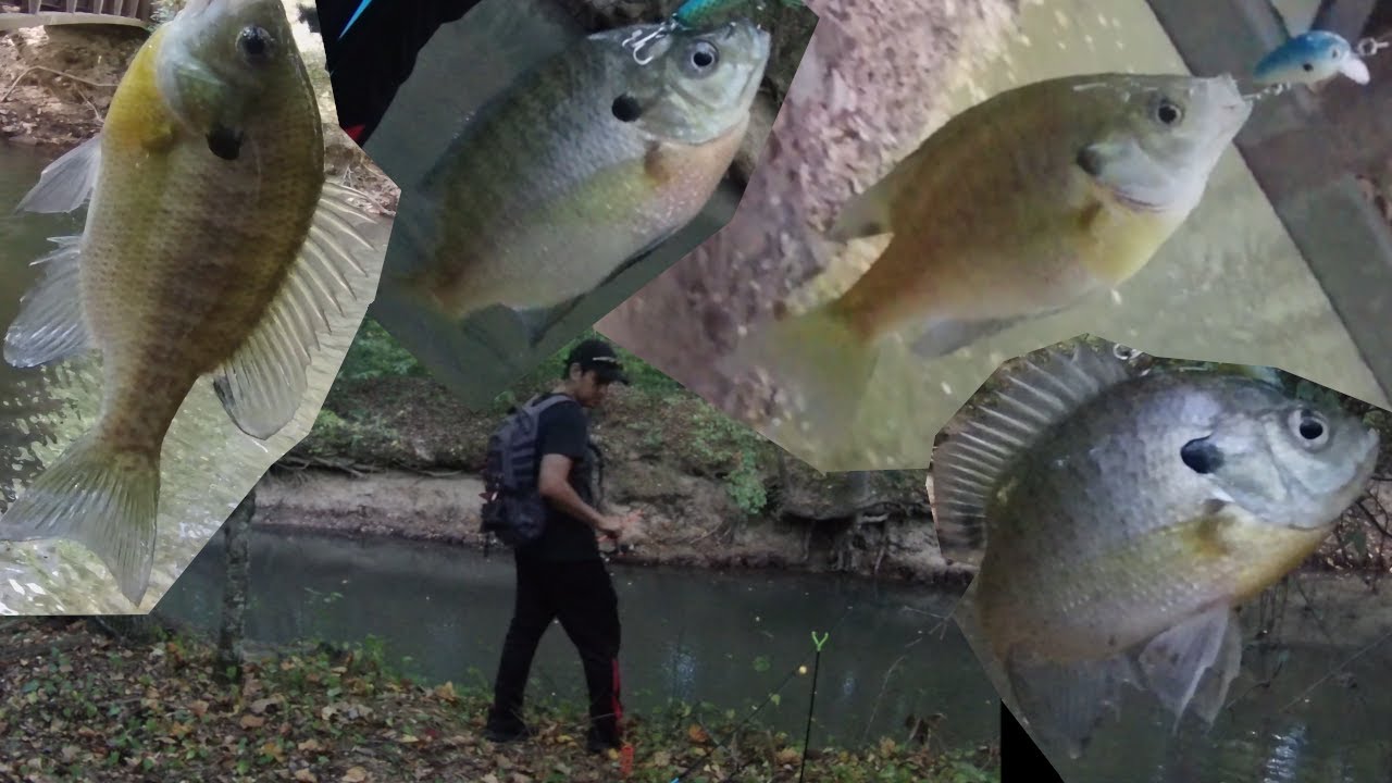 Bluegill Fishing in Big Creek, Alpharetta, GA (We ate one of these ...