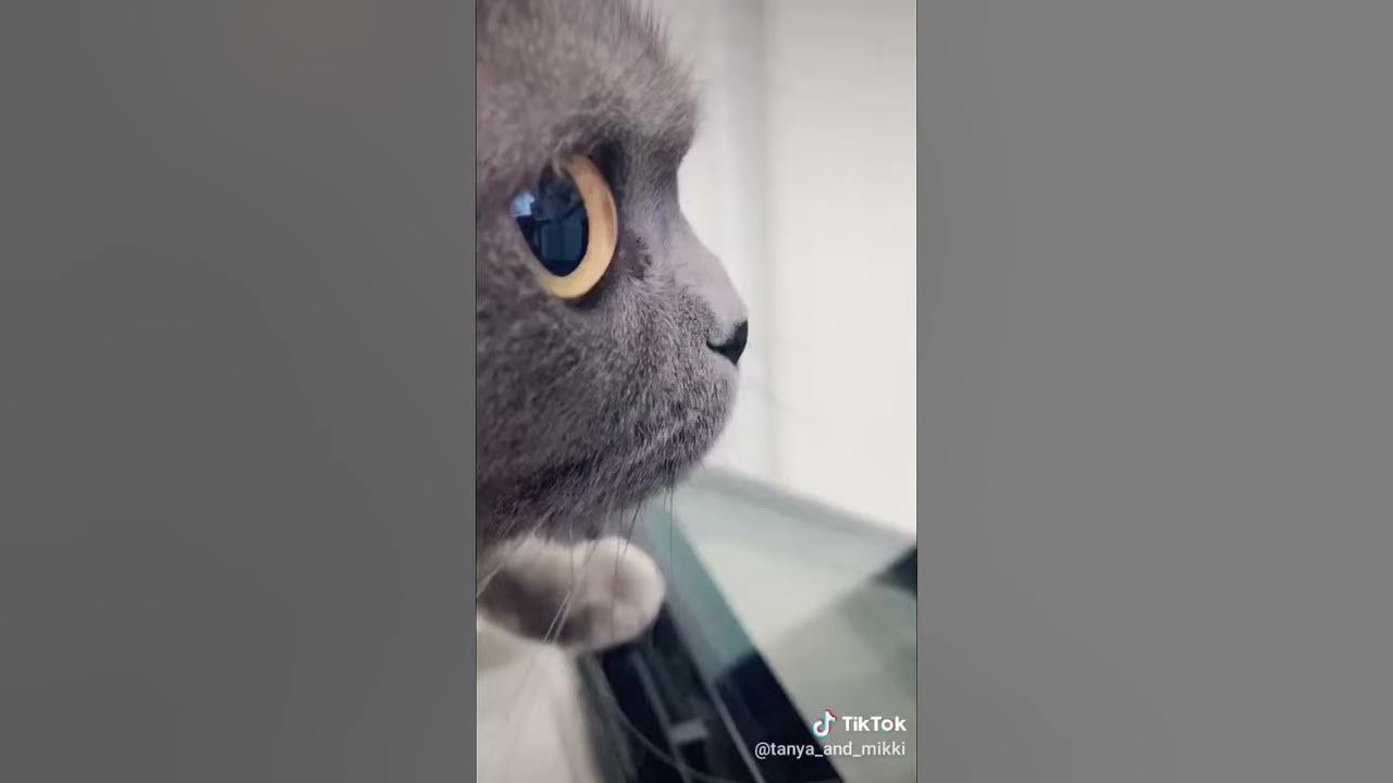 Злобный кот тик тока Youtube