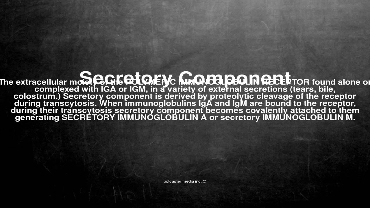 Medical vocabulary: What does Secretory Component mean - YouTube