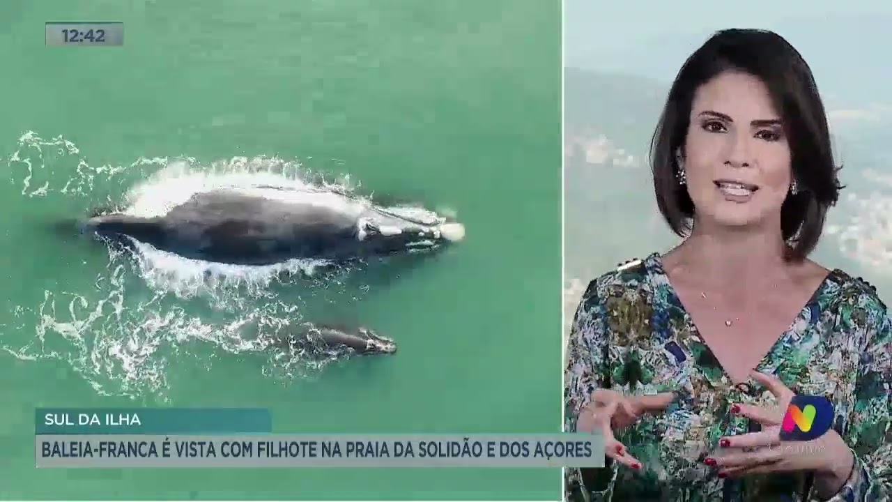VÍDEO: Baleia franca é vista amamentando filhote no Sul da Ilha em ...