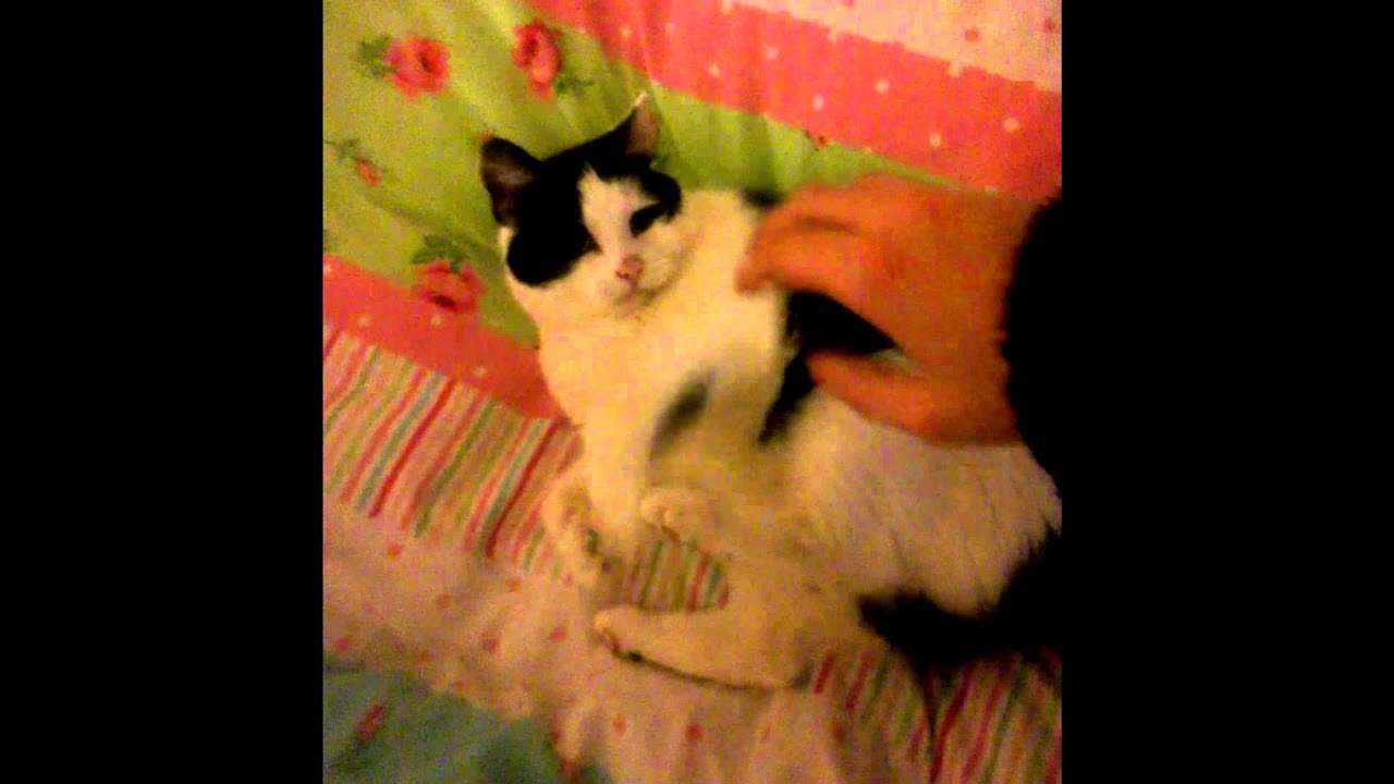 Cat Vine: Playful or Angry? - YouTube