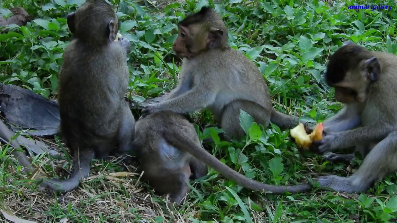 Baby monkey Copper| Here is the Daily life of Copper since his mom,Coco ...
