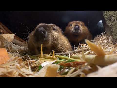 Behind The Scenes Of Filbert And Maple's Cozy Beaver Lodge