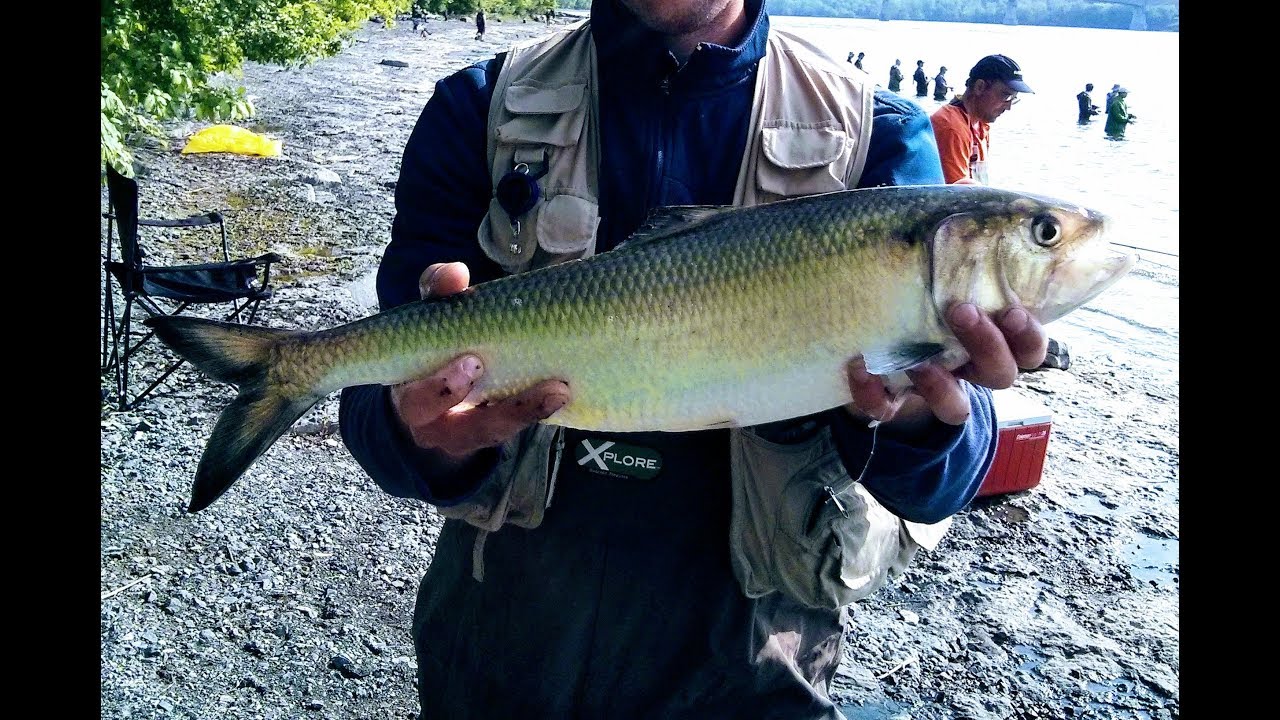 American Shad Run - fishing in Montreal (Alose Savoureuse) - YouTube