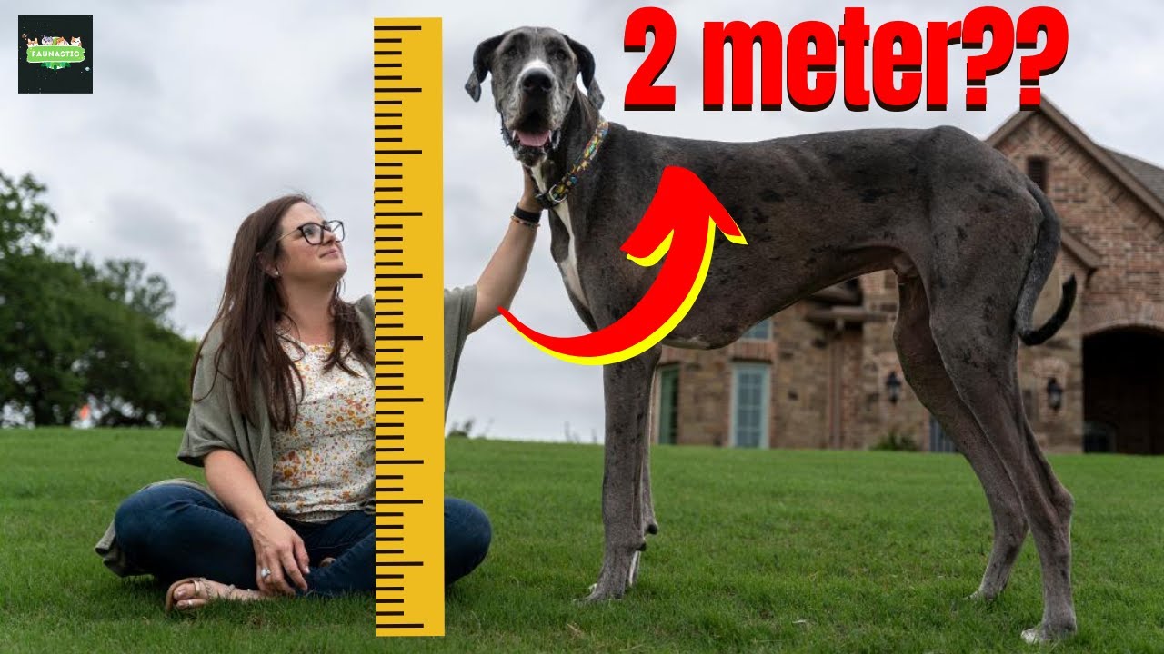 Sulit Dipercaya! 5 Anjing Terbesar di Dunia yang Bisa Mencapai Tinggi ...