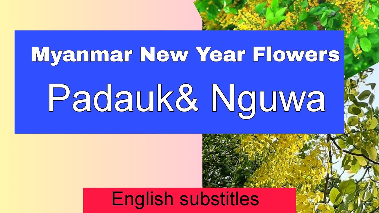 Myanmar New Year Flowers: Padauk & Nguwar - YouTube