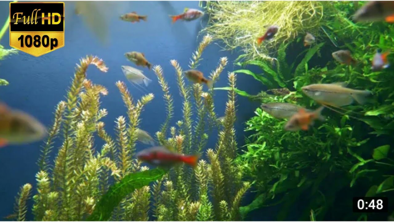 Fish Divine In Under Water Video. Ocean Sea Fish Background Video. [No ...