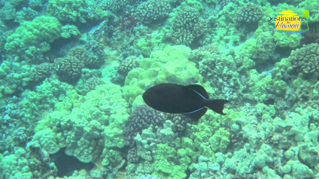 MOLOKINI CRATER SNORKELING - YouTube