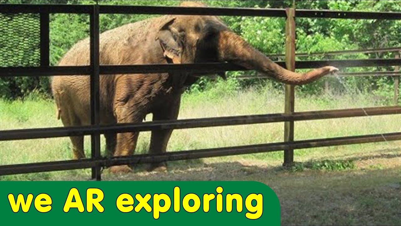 Riddle's Elephant Sanctuary near Guy AR - YouTube