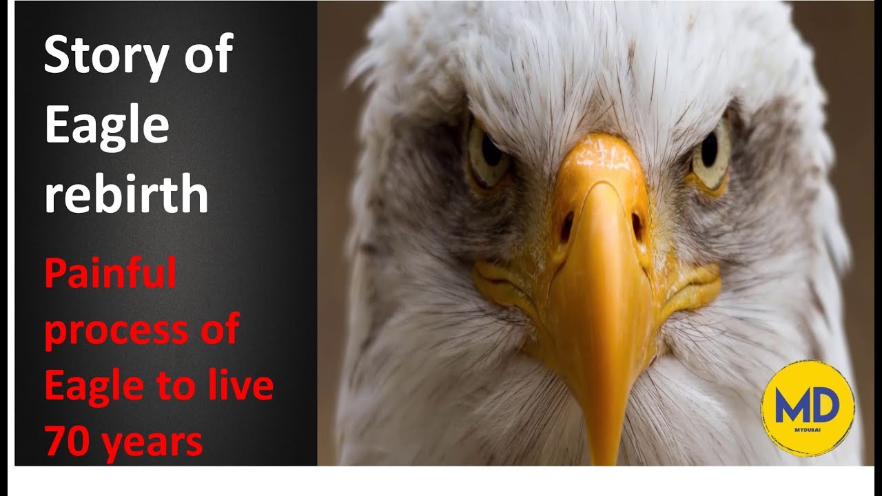 Eagle rebirth motivational story |how do eagles live 70 years - YouTube