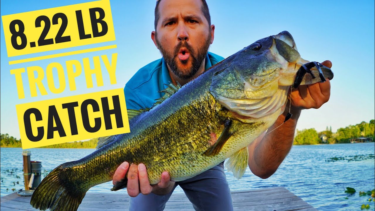 8lb Largemouth Bass Trophy Catch Submission - YouTube