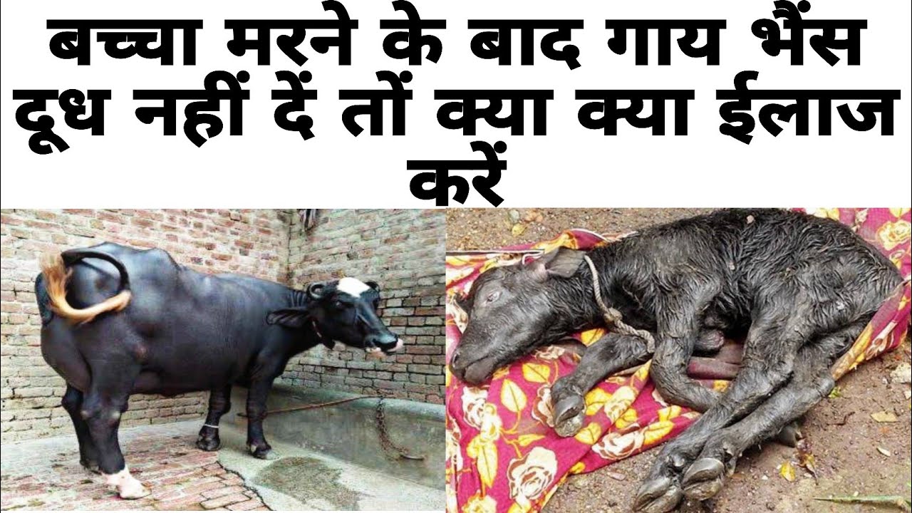 भैंस का बच्चा मर गया है दूध कैसे निकाले उपाय#पशु उपचार#pashu upchar# ...