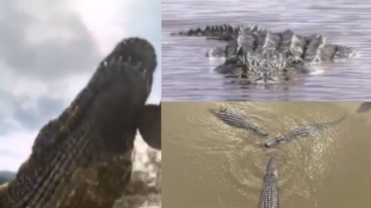 Life After Dinosaurs [2008] - Deinosuchus Screen Time - YouTube