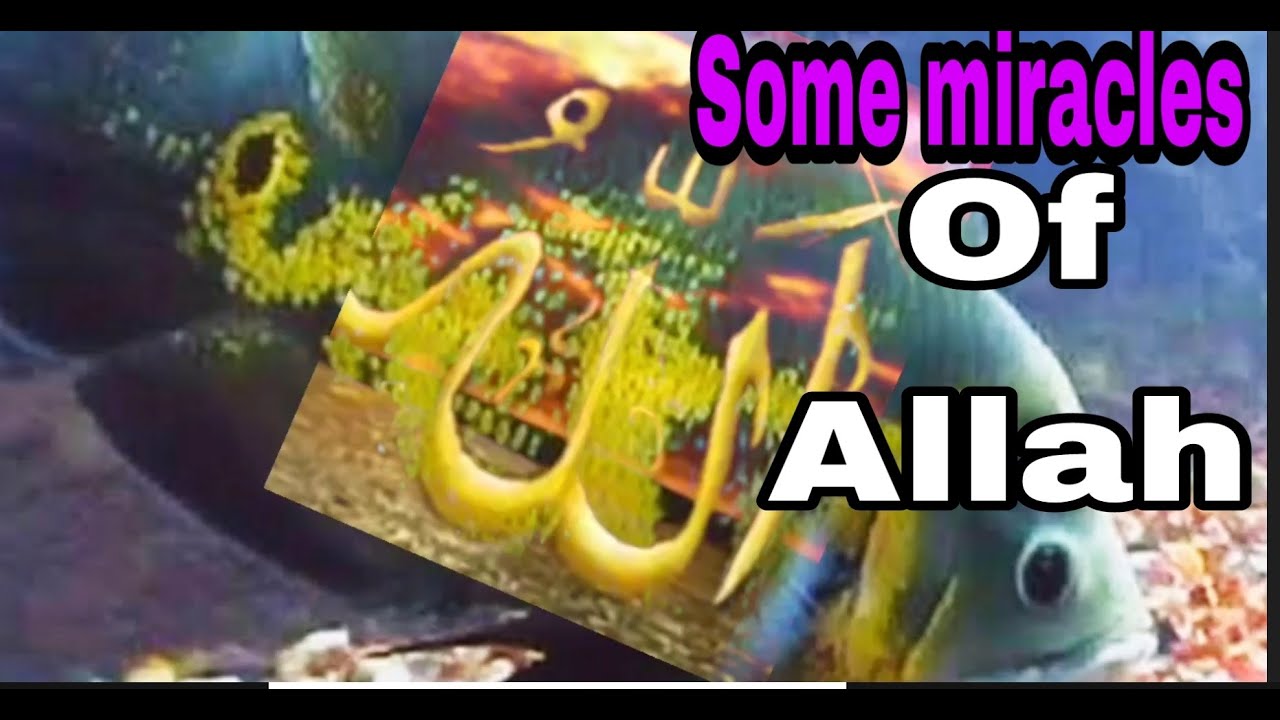 miracles of Allah// some miracles of Allah/Unbelievable!!! but real ...