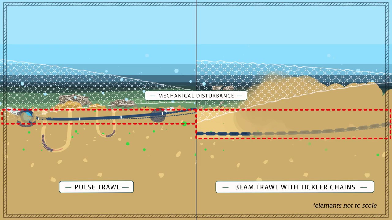 Effects of pulse fishing on the seafloor and benthos - YouTube