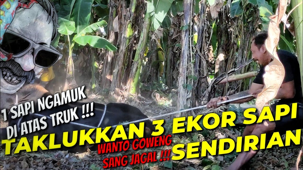 TAKLUKKAN 3 EKOR SAPI | EDISI IDUL ADHA - YouTube