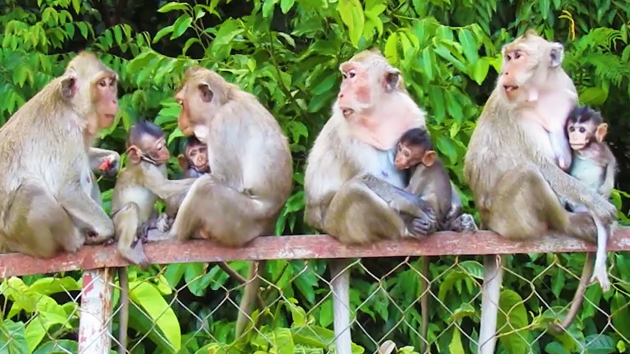 Funny forest monkey family gathering on the fense - YouTube