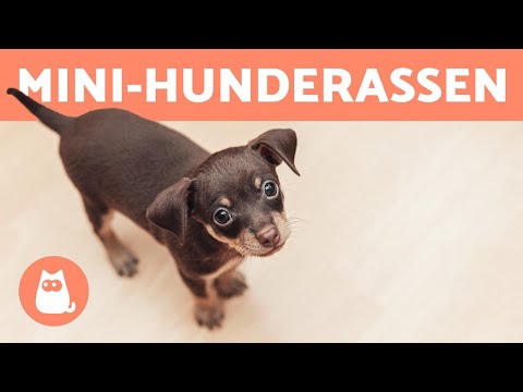 Top 10 der TOY HUNDERASSEN 🐶