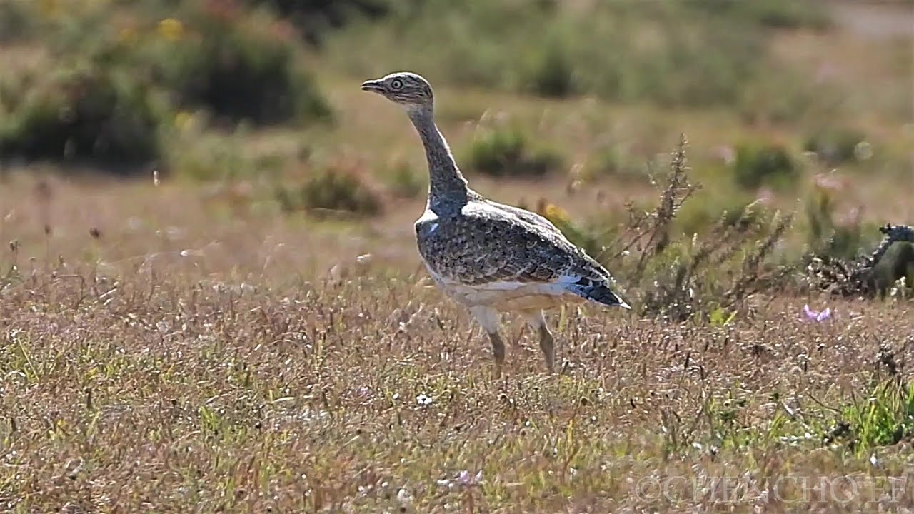 Sisón común. Valdeolea. - YouTube