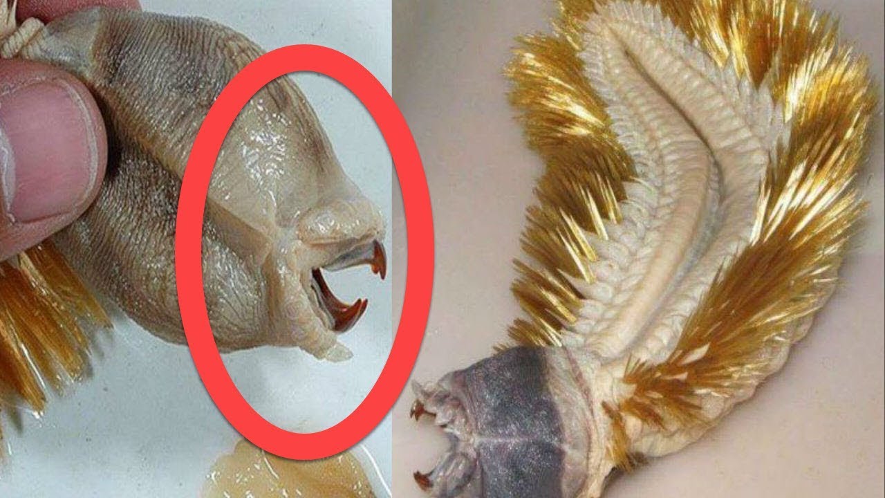 Terrifying Antarctic Worm Species Is Unlike Any Other Living Create ...