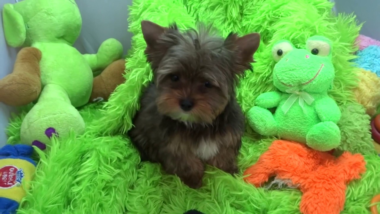KOLANU - SABLE COLORED YORKIE PUPPY MALE - YouTube