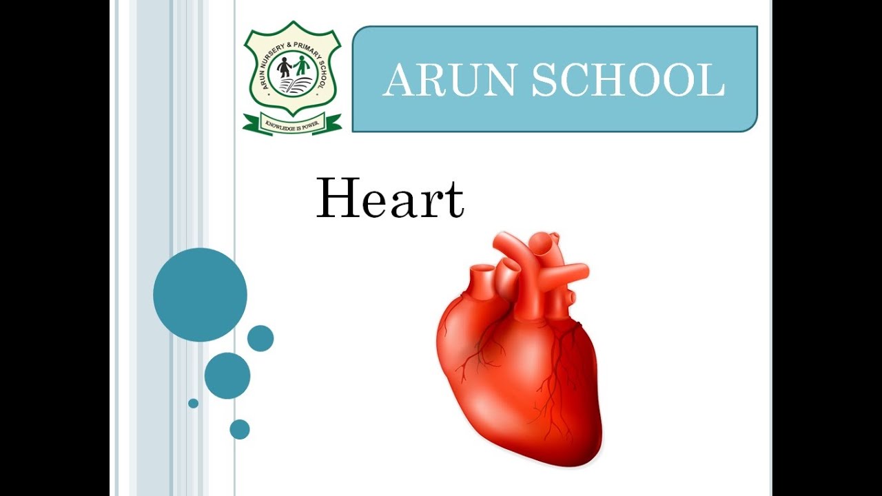Arun School - Heart Part 2 - YouTube
