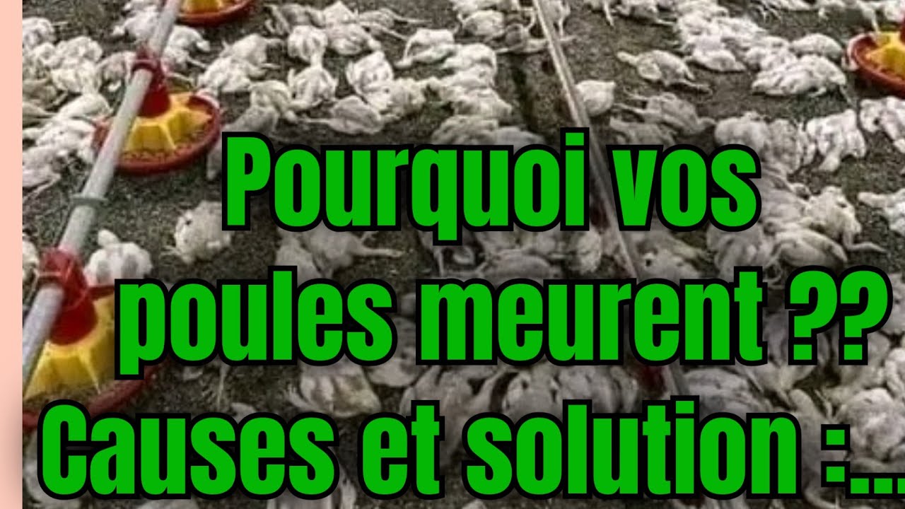 la mort de vos poules 🛑 ! causes et solution !! élevage de poulet 🐔 ...