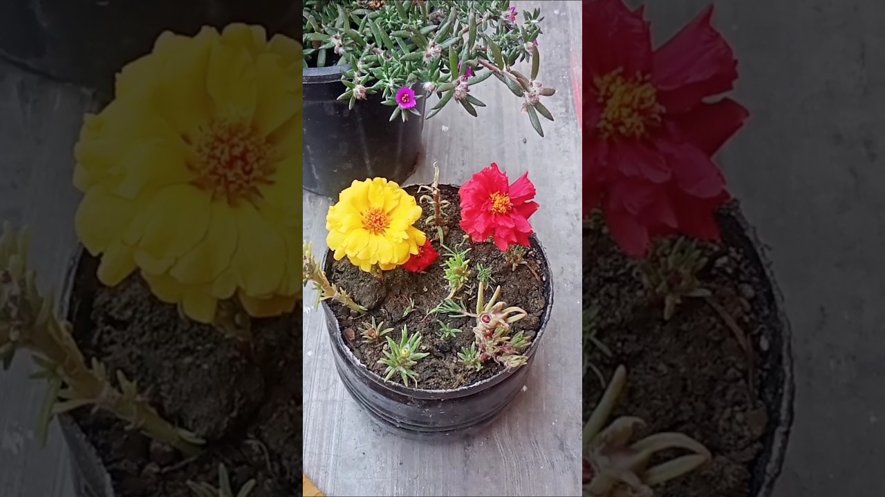 moss rose falawr palant My Care Garden #gardening #garden 🏵️🏵️🏵️ - YouTube