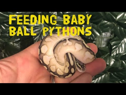 Feeding Baby Ball Pythons - YouTube