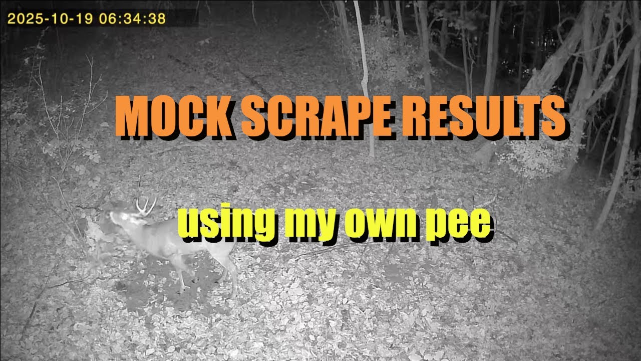 Mock Scrape for Deer Hunting - pee in it yourself! October 14-21 2025 ...