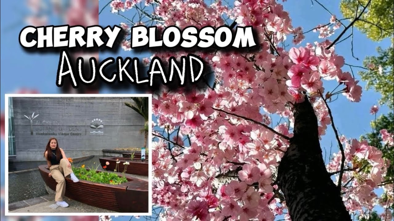 CHERRY BLOSSOM 🌸 | AUCKLAND BOTANIC GARDEN | NEW ZEALAND | Ghema ...