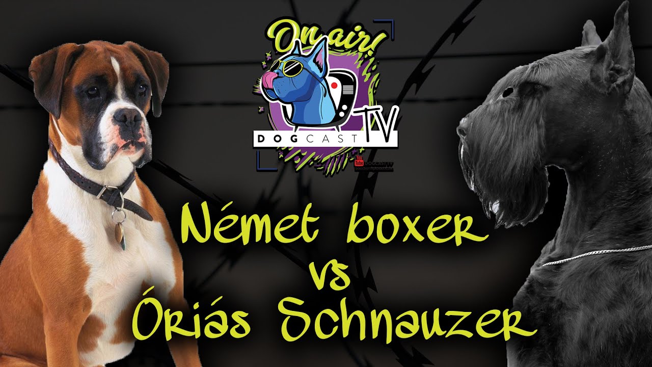 Német Boxer vs Óriás Schnauzer! Őrző-védő kutya bajnokság! DogCast TV ...