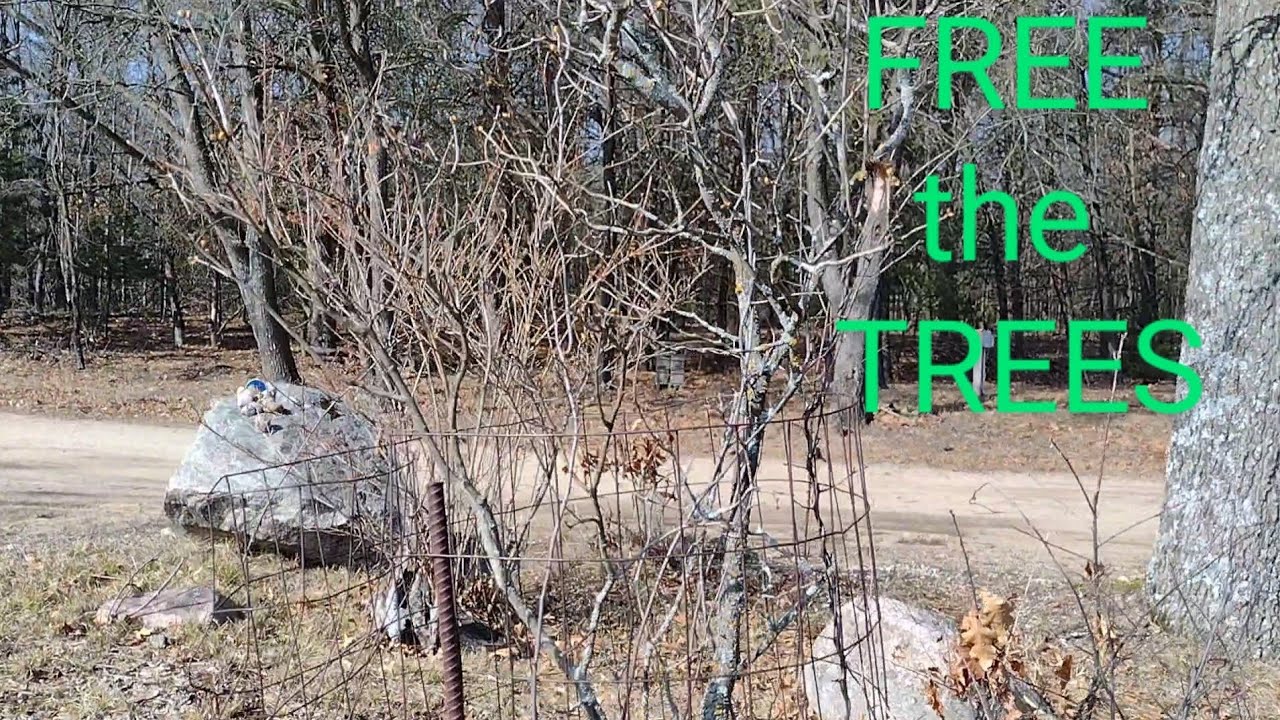 Free the Trees and Shrubs! Landscape Cleanup - YouTube