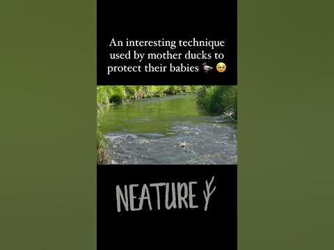 Has anyone else seen mother ducks do this? - YouTube