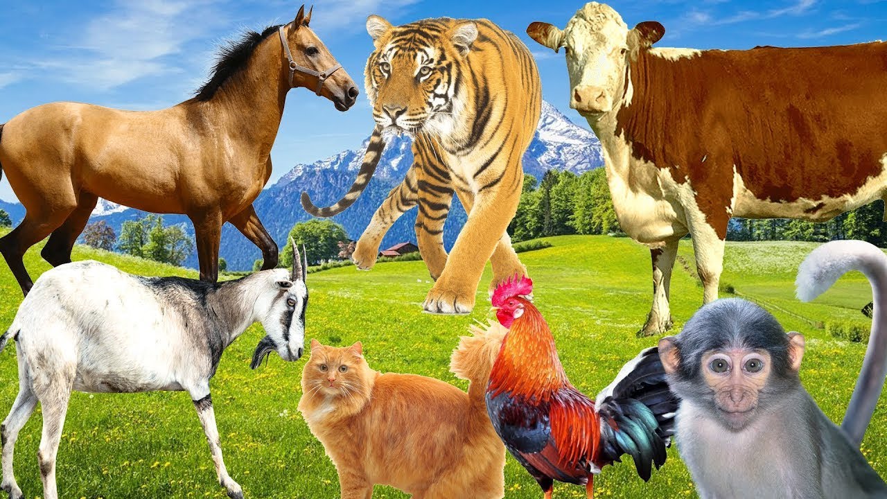 Cartoon Animal Sounds Compilation: Bear, Dog, Chicken, Cow, Pig, Rhino ...