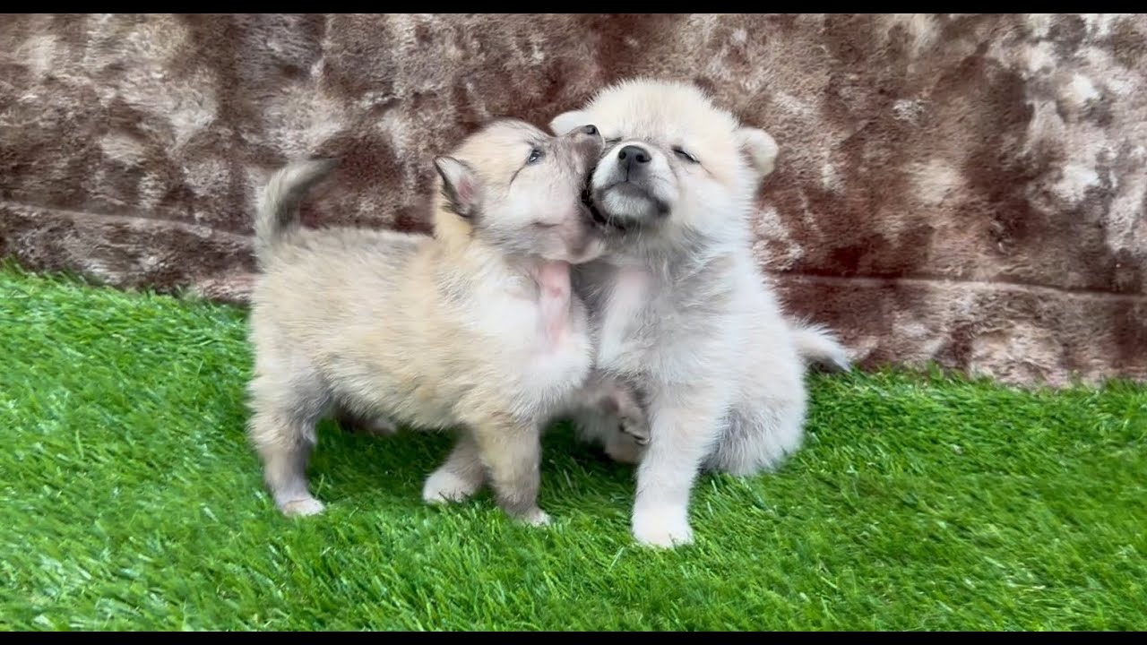 Tammy's "Anne & Wrigley" 6/5/23 | Alaskan Klee Kai Pom Eskimo Pups ...