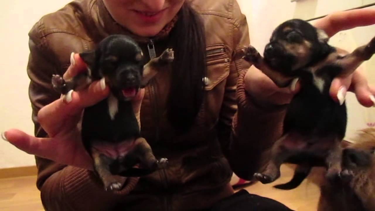 One week old yorkie russell puppies - YouTube