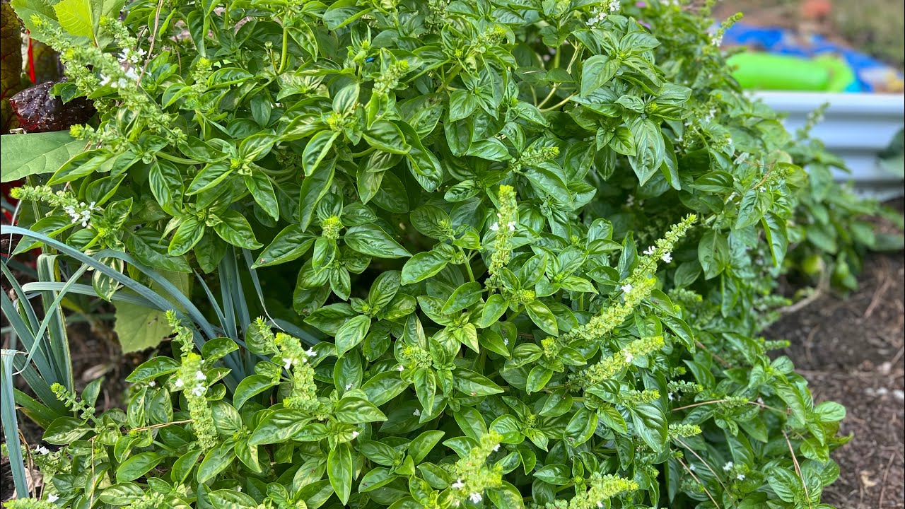 Preparing of Fall And What in the Basil Bush Happened? - YouTube