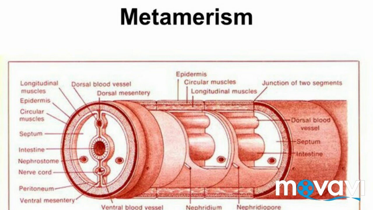 METAMERISM - YouTube