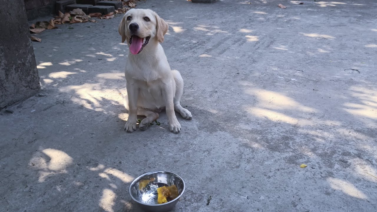 Eating Labrador Dog Meat || Eating Labrador Dog Meat || Sunny #vlog ...