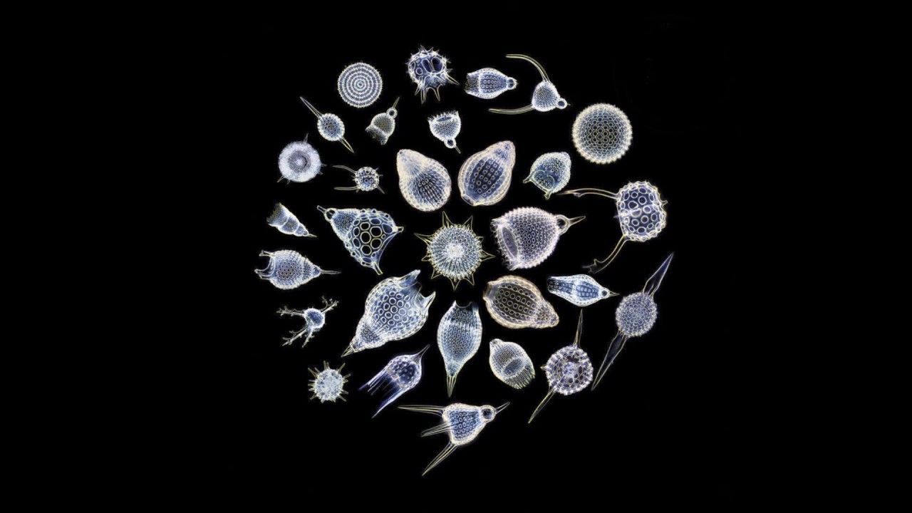 The Sea Nymphs - The Black Blooded Clam - YouTube