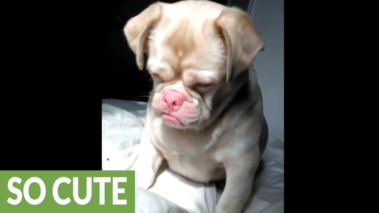 "Grumpy" dog is ready for nap time - YouTube