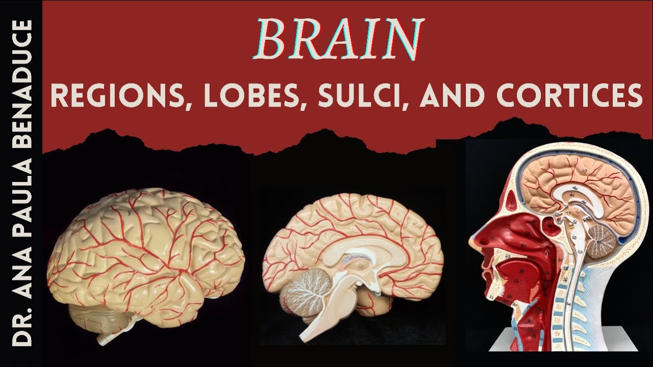 Dr. Benaduce: Brain Regions, Lobes, Sulci, Cortex - 3D Brain Model ...