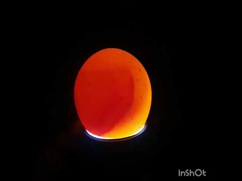 Tuxum Ichida Jo'ja bor yoki yo'qligini Tekshiramiz