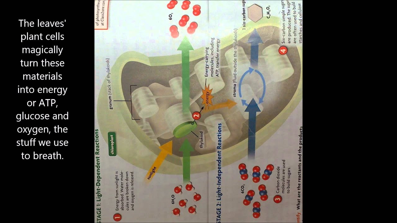Photosynthesis and Cellular Respiration Children's Book - YouTube